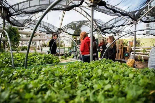 Farmê bajêr li ser çiyayê Tel Aviv her mehê 10,000 saladê salixan hilberîne