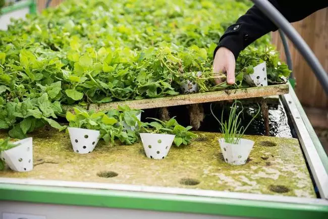 Farmê bajêr li ser çiyayê Tel Aviv her mehê 10,000 saladê salixan hilberîne