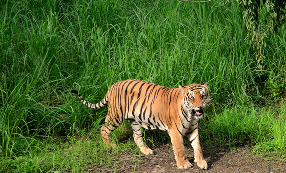Bollywood zvijezda morskih godina gutljaj Zemlju u Indiji kako bi spasio divlje tigrove