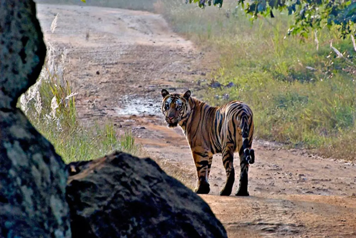 Bollywood Star Sea Joer SCAil Äerd an Indien fir Wild Tiger ze spueren