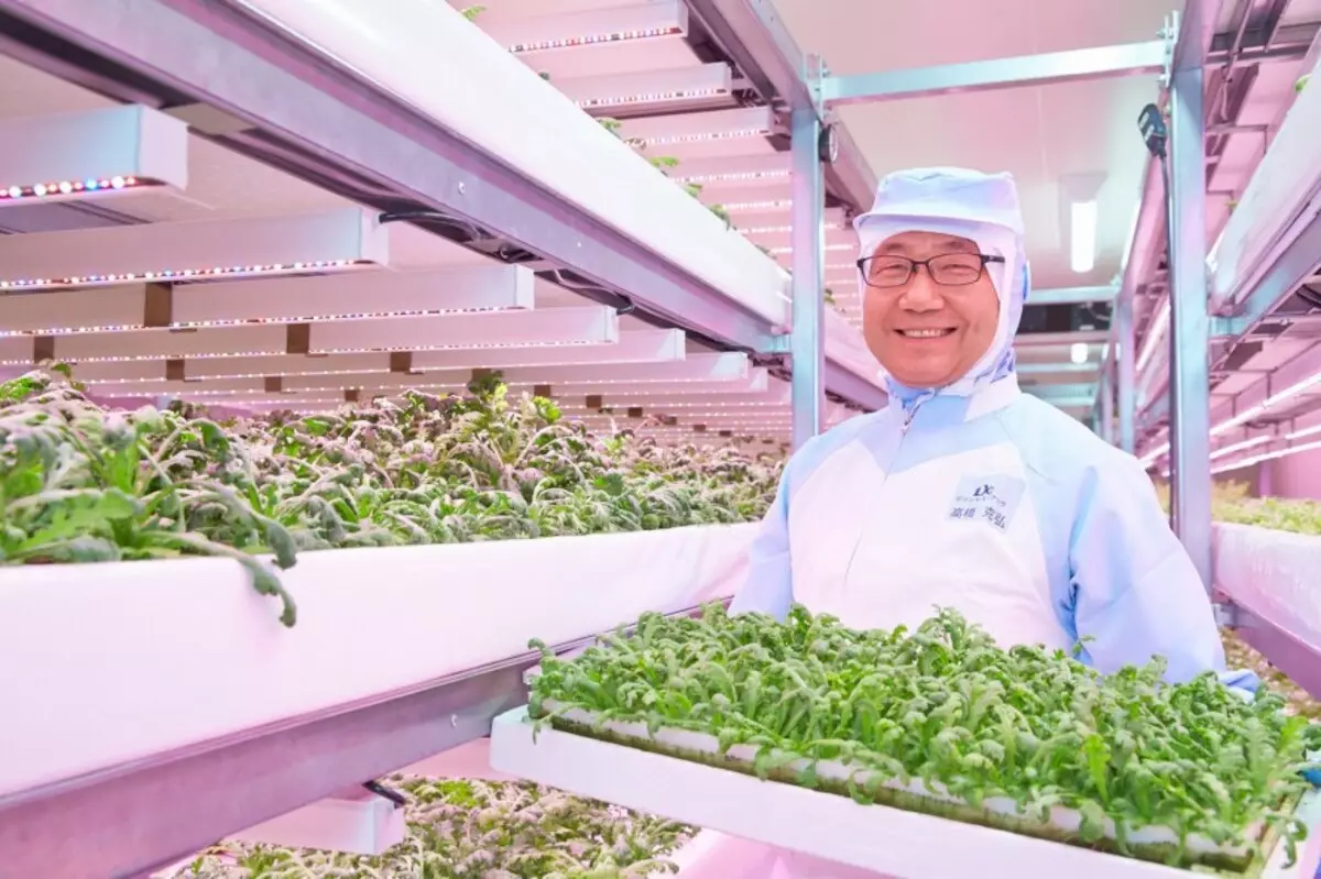 미래 지향적 인 일본 수직 농장은 하루에 12000 목표 양상추를 생산합니다.