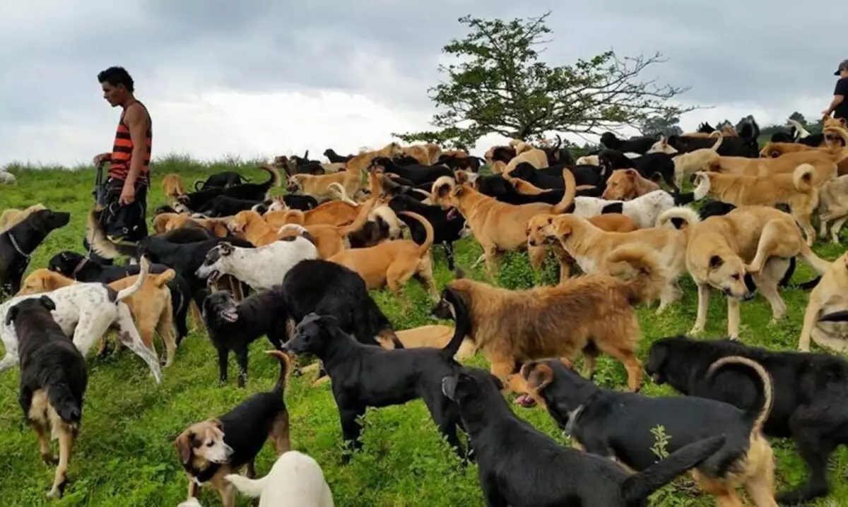 Hundparadis i Costa Rica. Facepla.net senaste ekologi nyheter