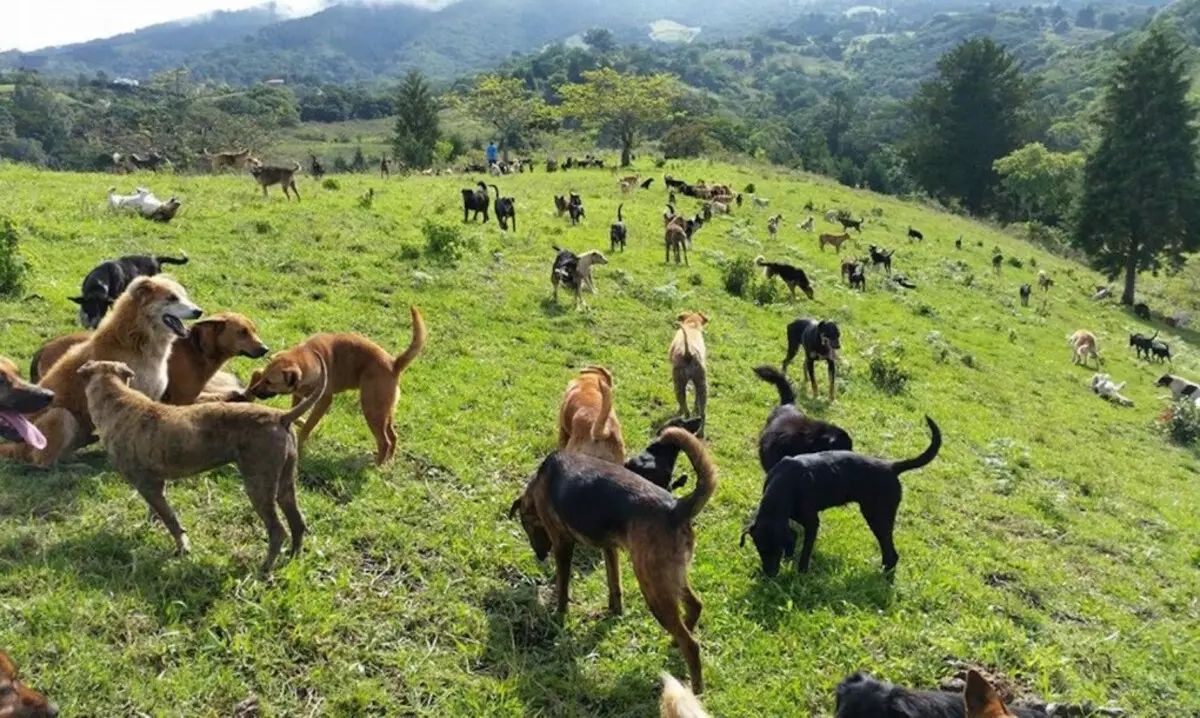 Dog paradisa ao Costa Rica