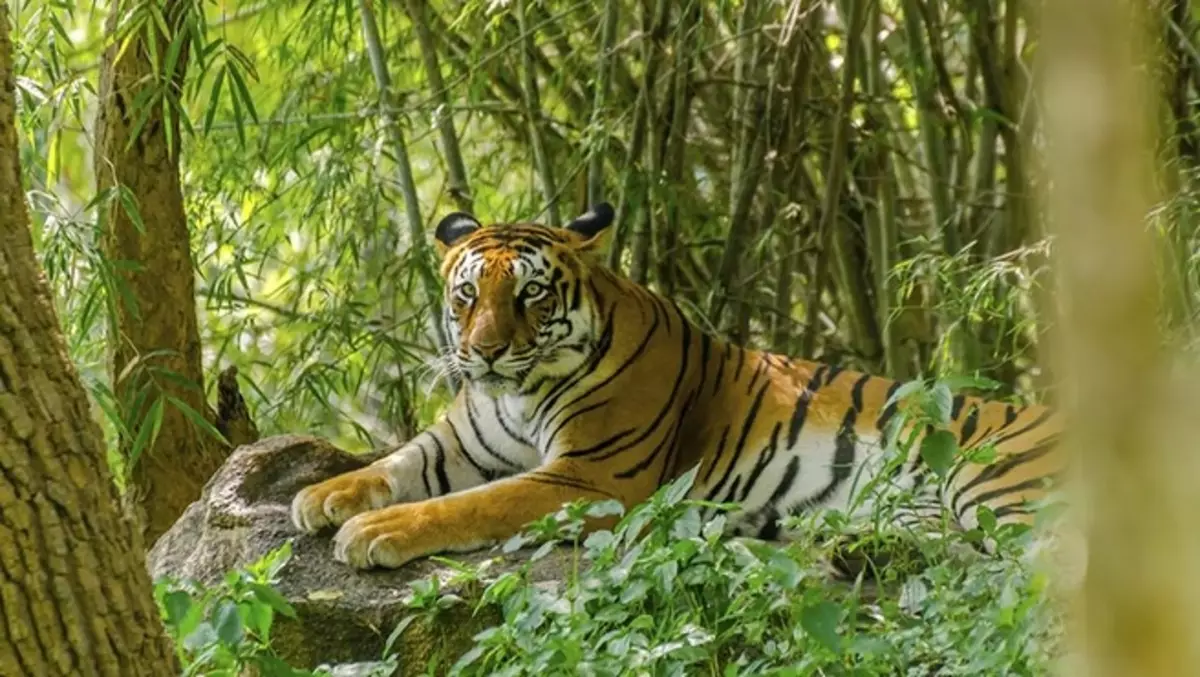 Tigers yawan yawan girma a karo na farko a cikin shekaru 100 da suka gabata