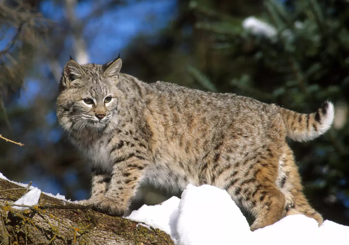 Lynx बद्दल 5 मनोरंजक तथ्य
