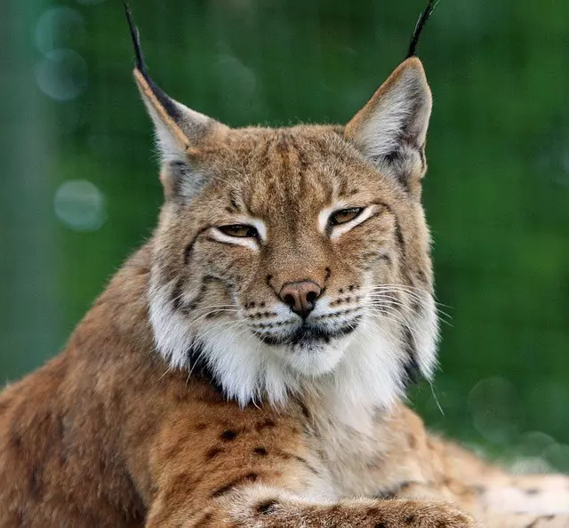 Lynx बद्दल 5 मनोरंजक तथ्य