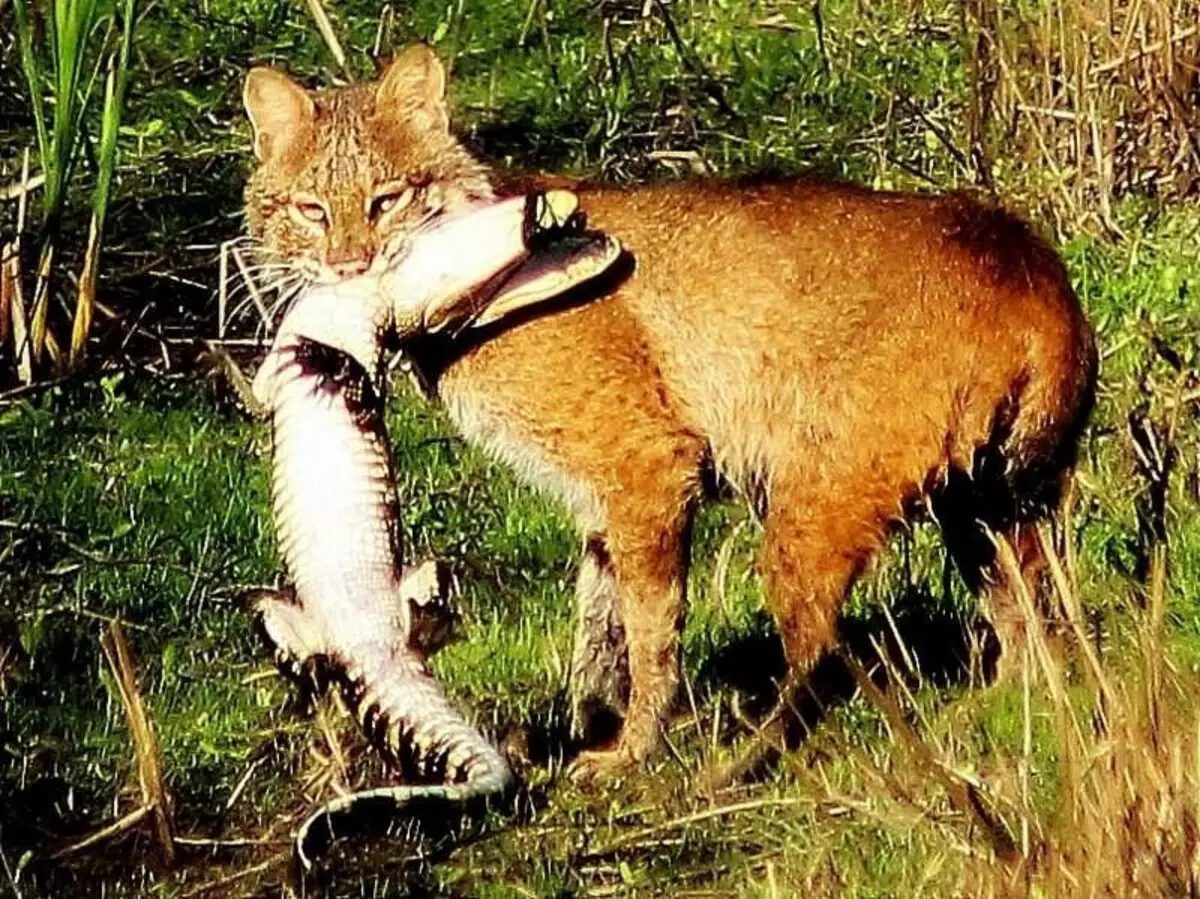 5 հետաքրքիր փաստ Lynx- ի մասին