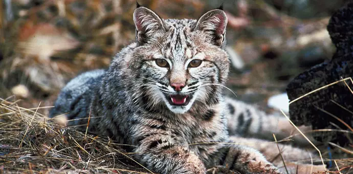5 հետաքրքիր փաստ Lynx- ի մասին