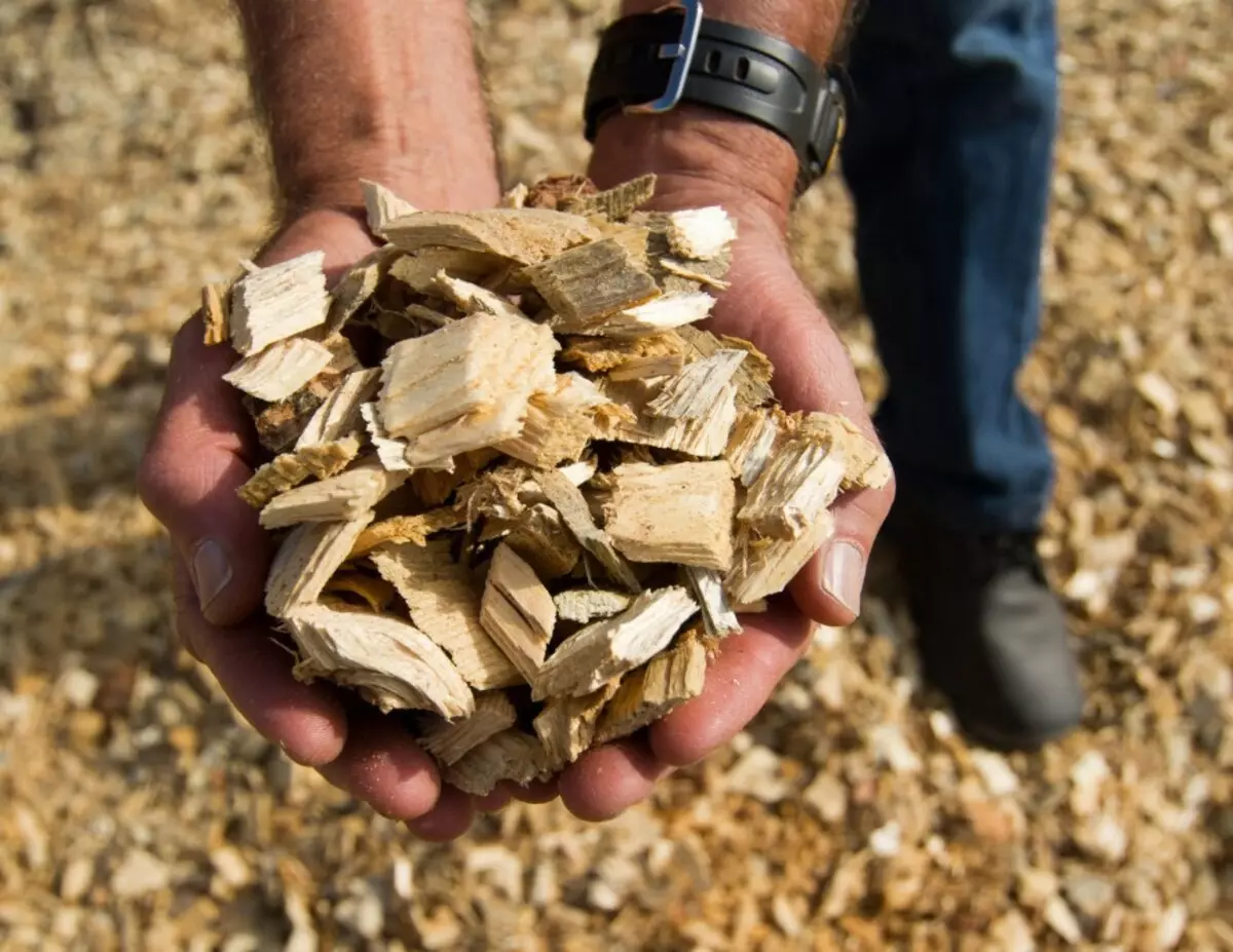 Hilberîna biofuel bi karanîna fotosiyonên Reverse