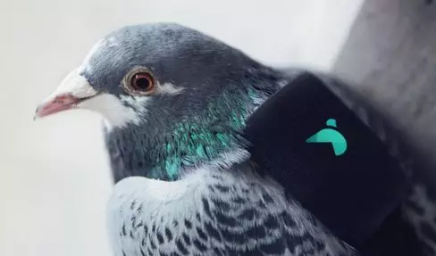 Pigeons Enviar mensaxes en Twitter sobre a contaminación do aire de Londres. FacePla.net Últimas noticias de ecoloxía