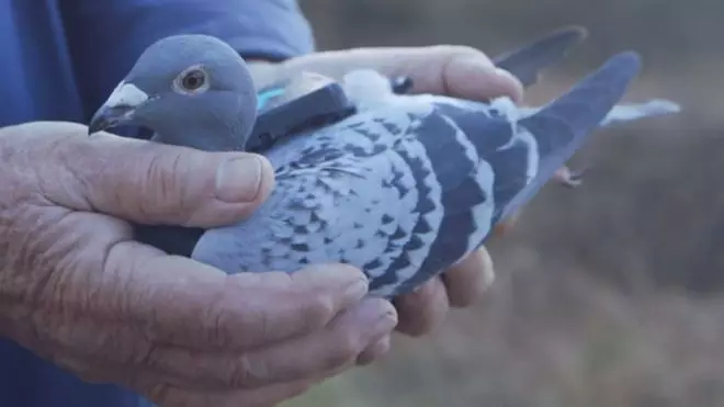 Gołębie wysyłają wiadomości na Twitterze o zanieczyszczeniu powietrza w Londynie