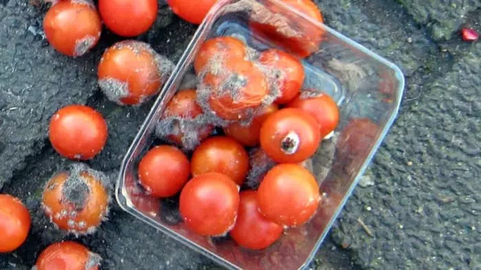 Verdorbene Tomaten als Stromquelle