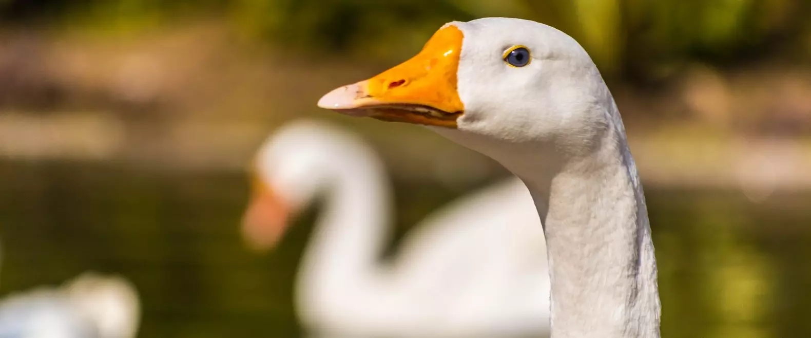 The city in the UK offers 380,000 $ for the information about the killer's favorite local goose