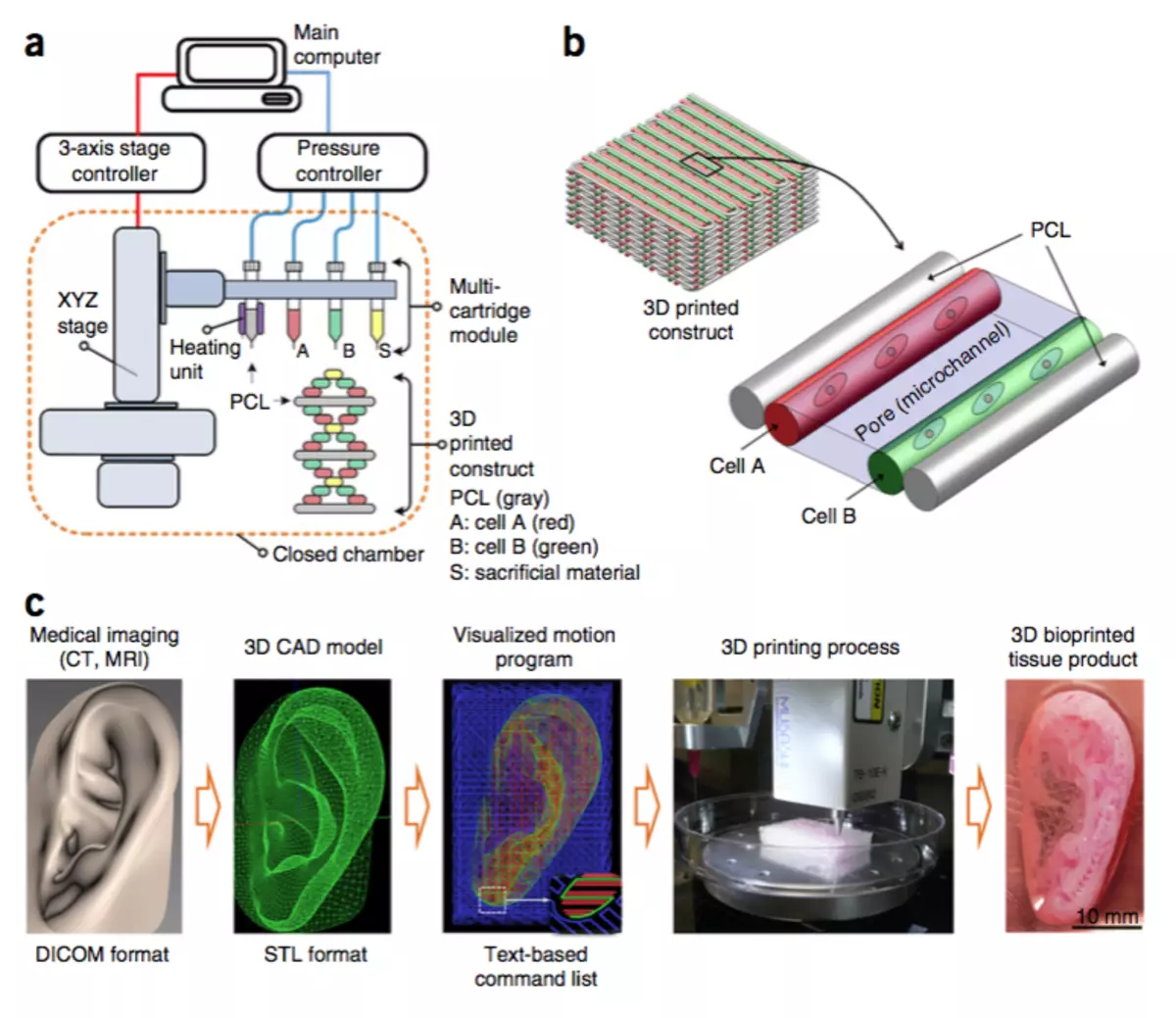 Sciencistoj sukcese presis homan orelon per 3D-presilo