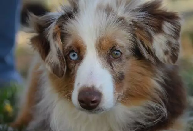 گربه های مخالف و حیوانات دیگر با heterochromia