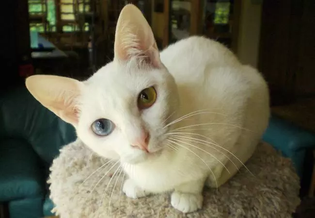 Onenigheid katten en andere dieren met heterochromia