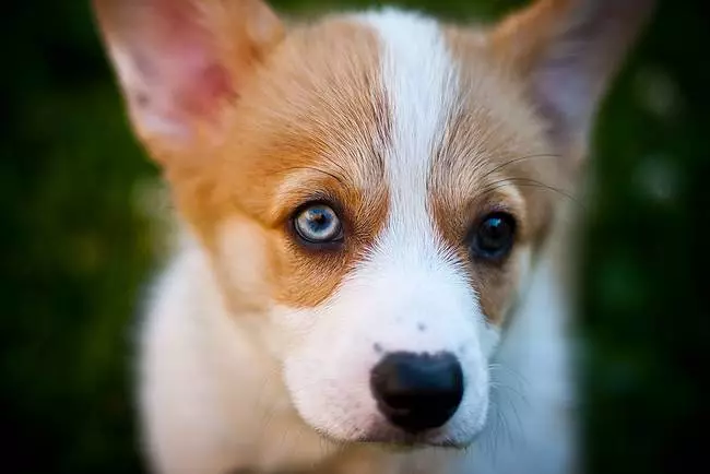 گربه های مخالف و حیوانات دیگر با heterochromia