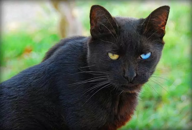 Heterochromia ilə fikir ayrılığı pişiklər və digər heyvanlar