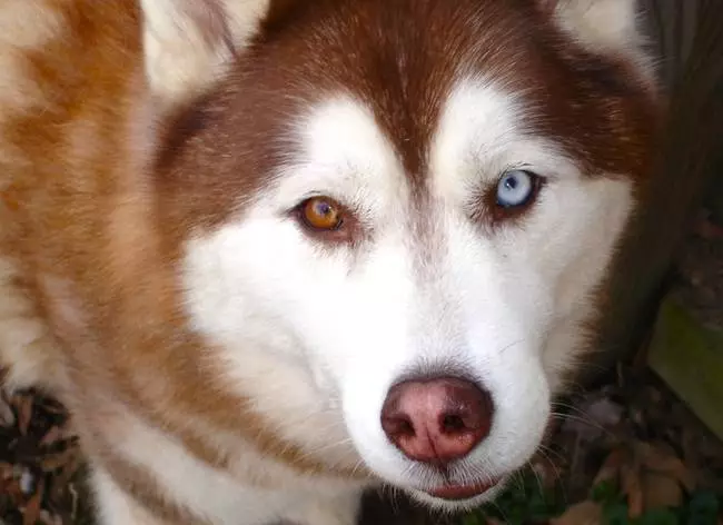 Amakati Okungavumelani Nezinye Izilwane Nge-Heterochromia