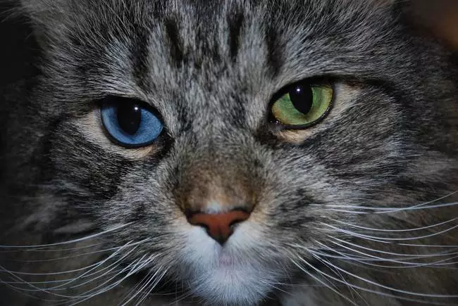 Gatos de desacordo e outros animais con heterocromia