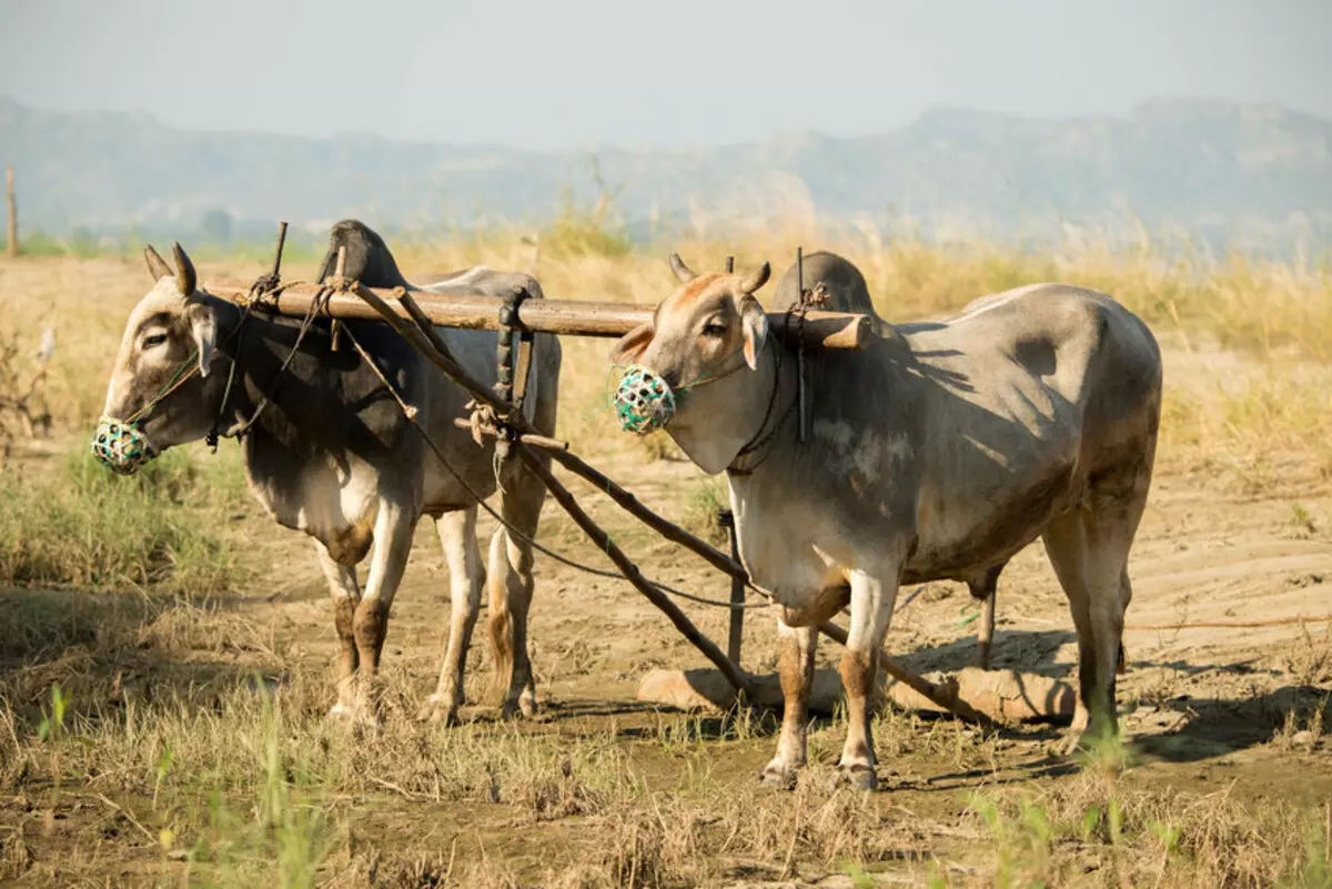 Scientists found out that primitive people also harmed the environment