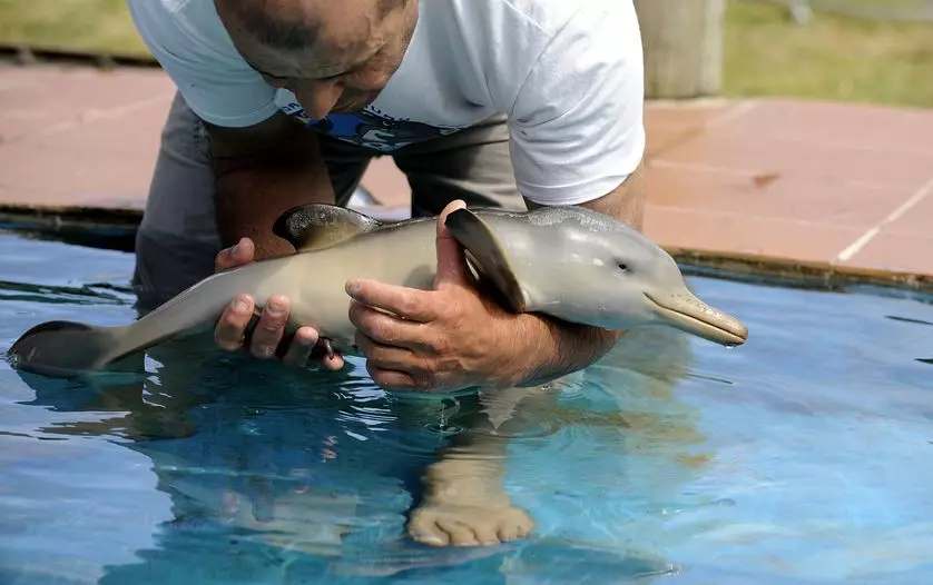 Pourquoi une photo de mignons animaux vous rend plus heureux?