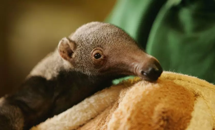 Perché una foto di animali carini ti rende più felice?