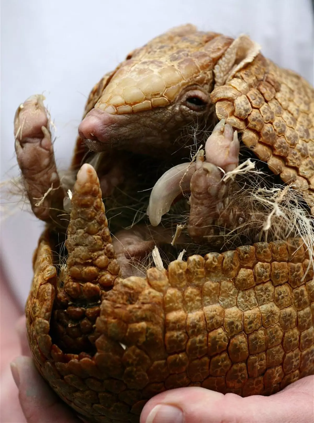 De ce o fotografie de animale drăguțe te face mai fericită?