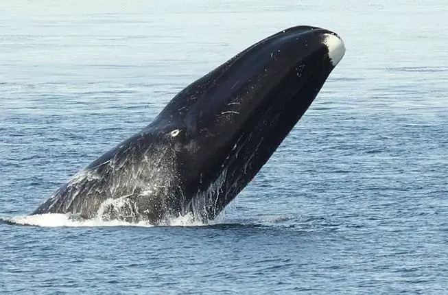 Baleines plus anciennes moby bites nagent toujours dans les mers