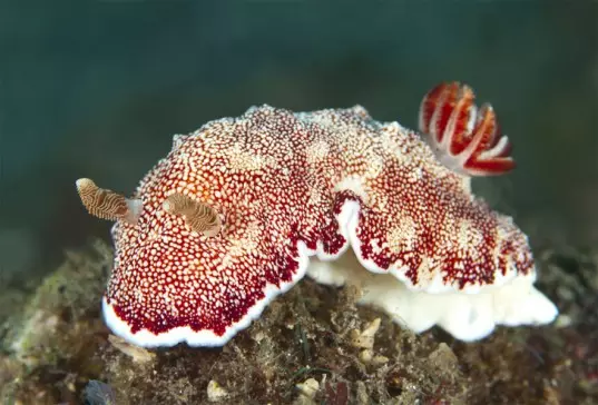 A lesma do mar pode expulsar seu pênis e crescer novo. Notícias mais recentes de ecologia do facepla.net