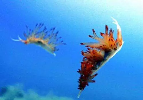 Sea Slug getur kastað penis hans og vaxið nýtt