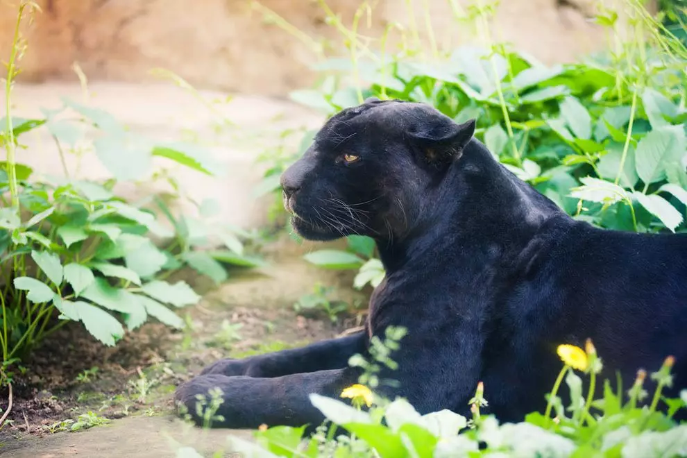 Apa yang Anda ketahui tentang panther hitam?