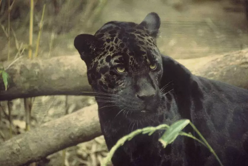 Was wissen Sie über einen schwarzen Panther?