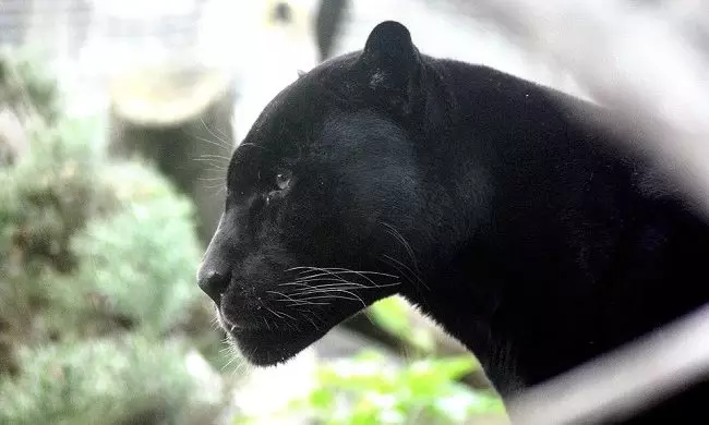 Wat weet u van een Black Panther?