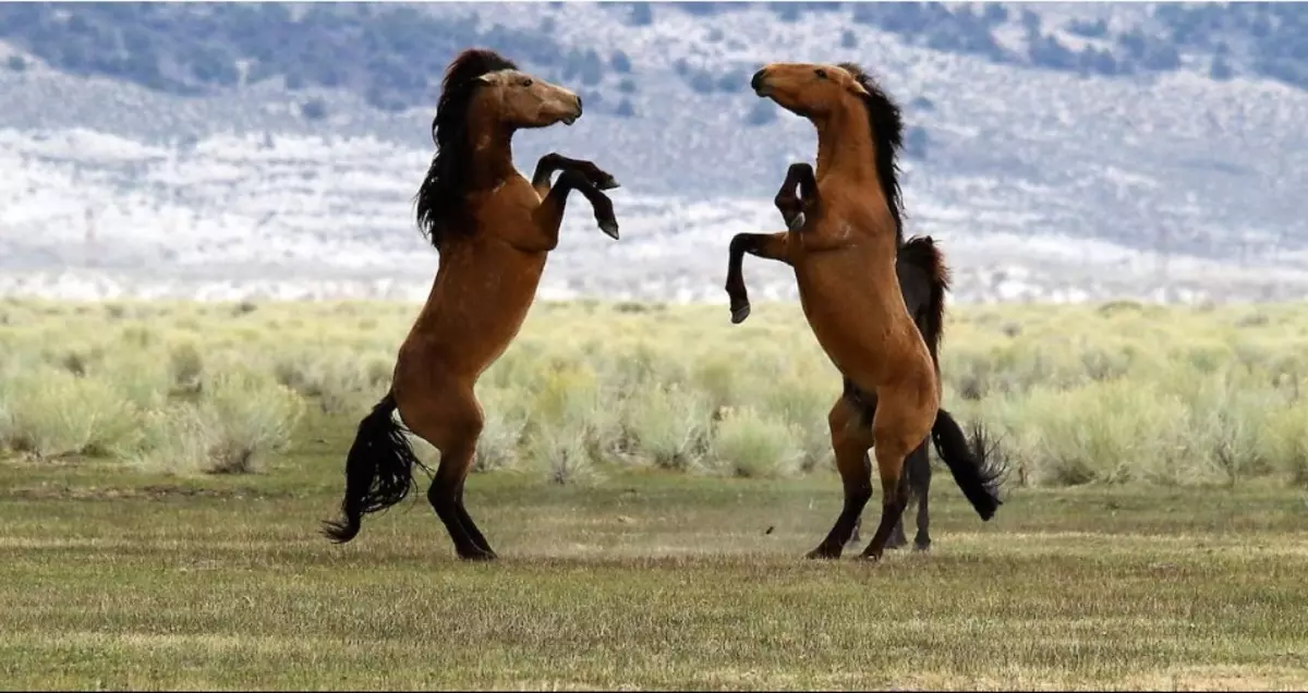Foto des Tages: Wilde Mustangs