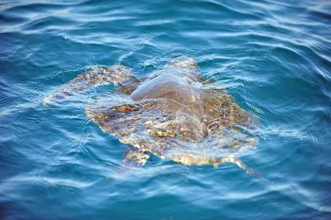 Drones βοηθούν τους επιστήμονες να ελέγχουν τη μετανάστευση θαλάσσιων χελωνών