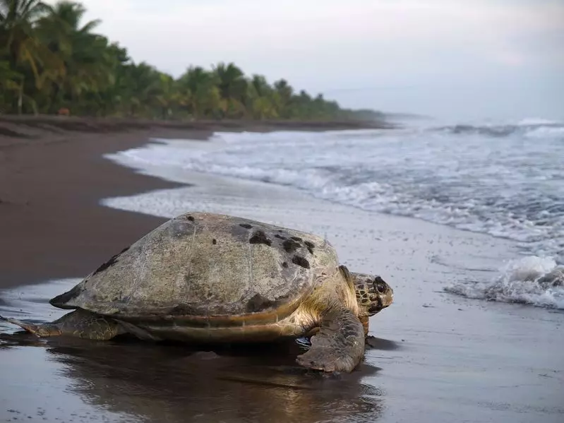 Los drones ayudan a los científicos a controlar la migración de las tortugas marinas.