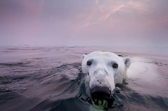 Animaux sauvages de l'Arctique à l'Antarctique