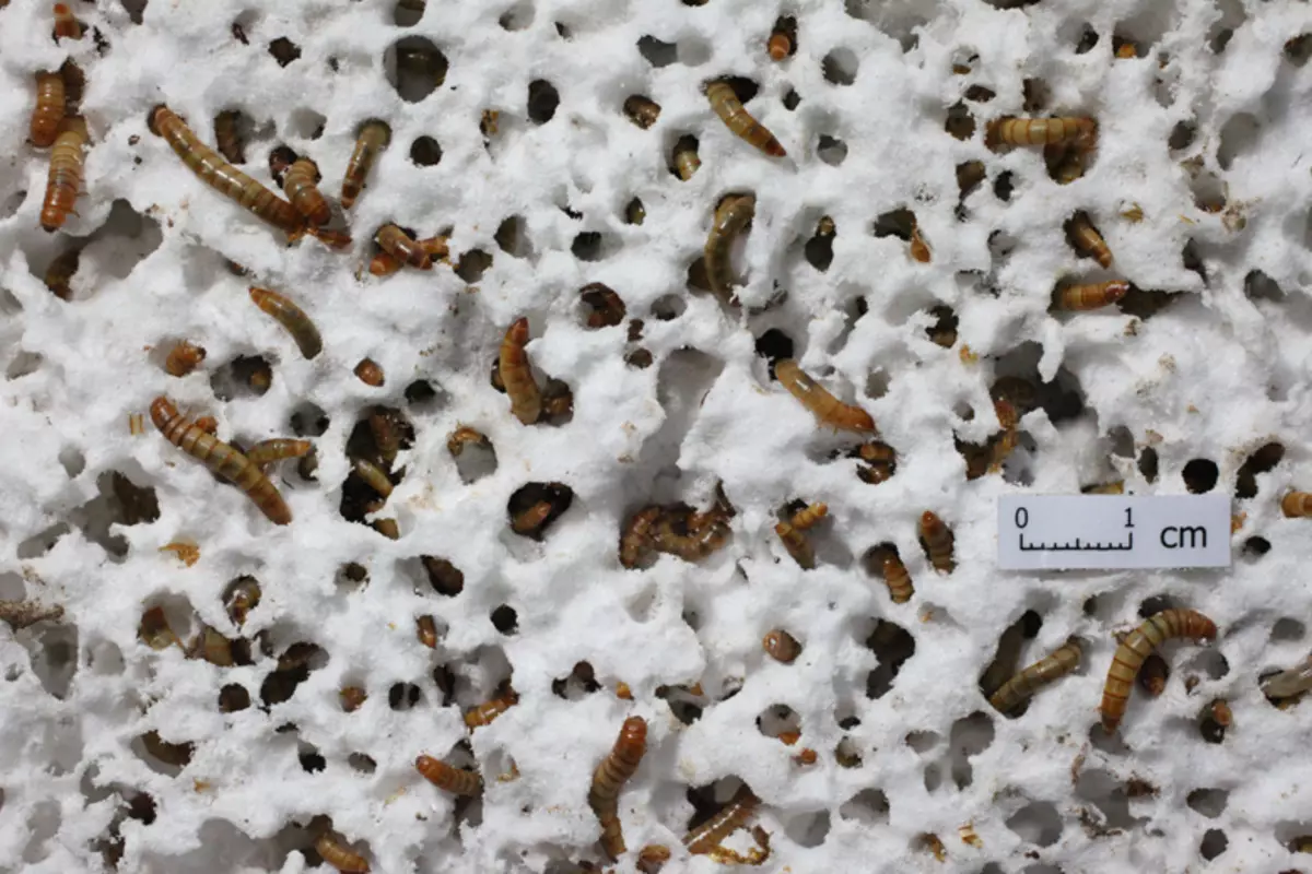 Worms feed on plastic can be solving the problem of plastic waste