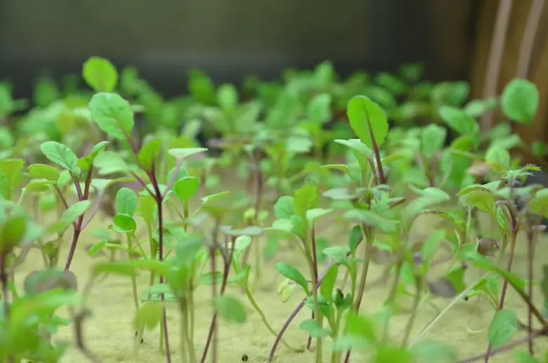 I-aquental aquphony ophahleni lwezindlu: I-Tilapia ne-Luf Gardens