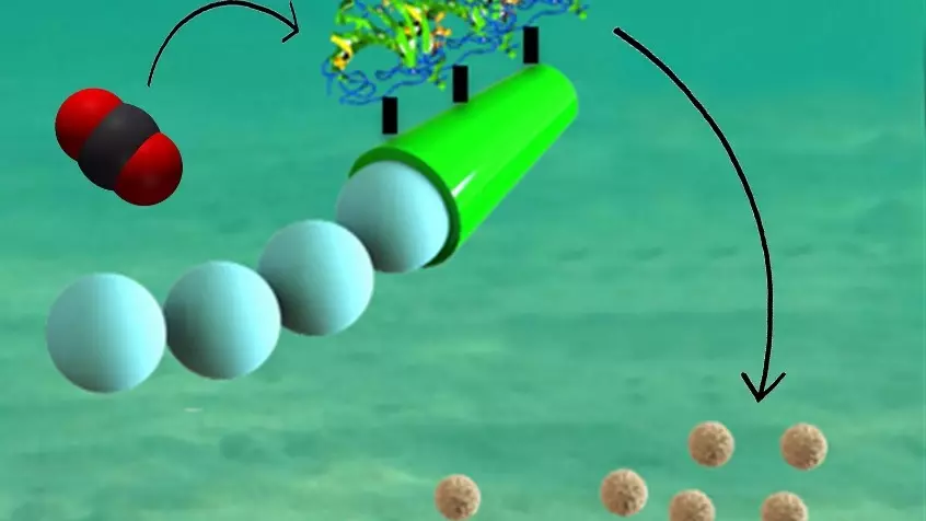 Nanomotorrek ozeanoak karbono dioxidotik garbitzen lagun dezakete