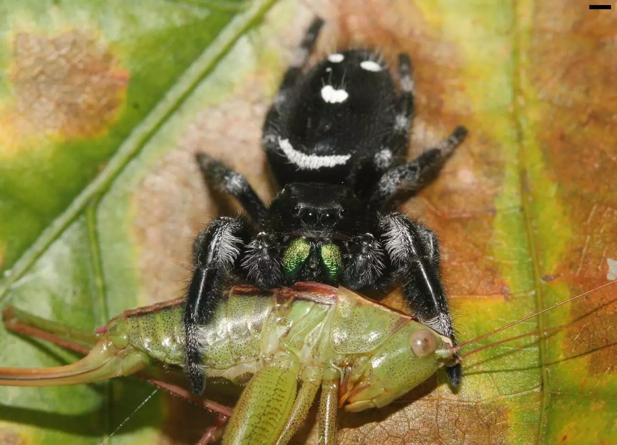 Spiders eat up to 800 million tons of insects per year