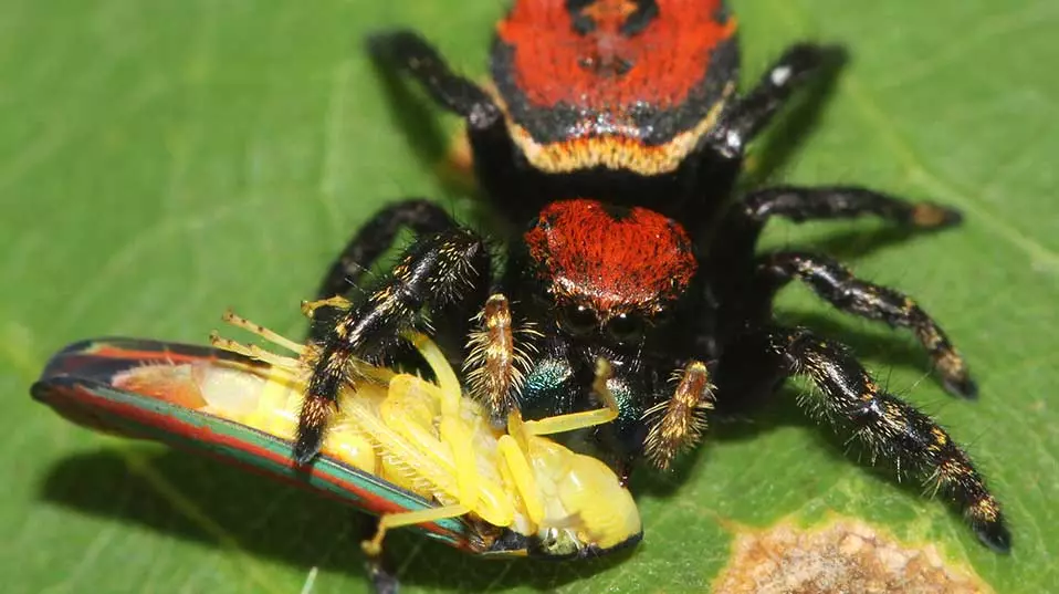 Edderkopper spiser opptil 800 millioner tonn insekter per år