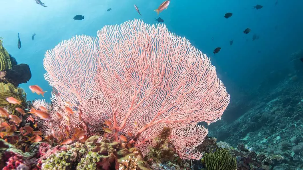 Синтетичен почистващ материал за океана имитира корала. Pactpla.net Последни екологични новини