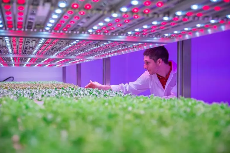 Philips développe le projet "Recettes légères" pour l'agriculture urbaine