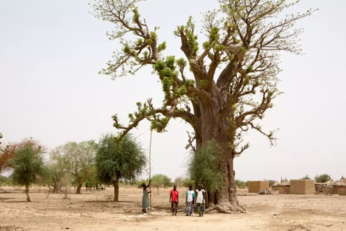 Kann dëse Bam finanziell Sécherheet fir 10 Millioune Leit an Afrika ubidden? Facenapla.net Läscht Ökologie Neiegkeeten
