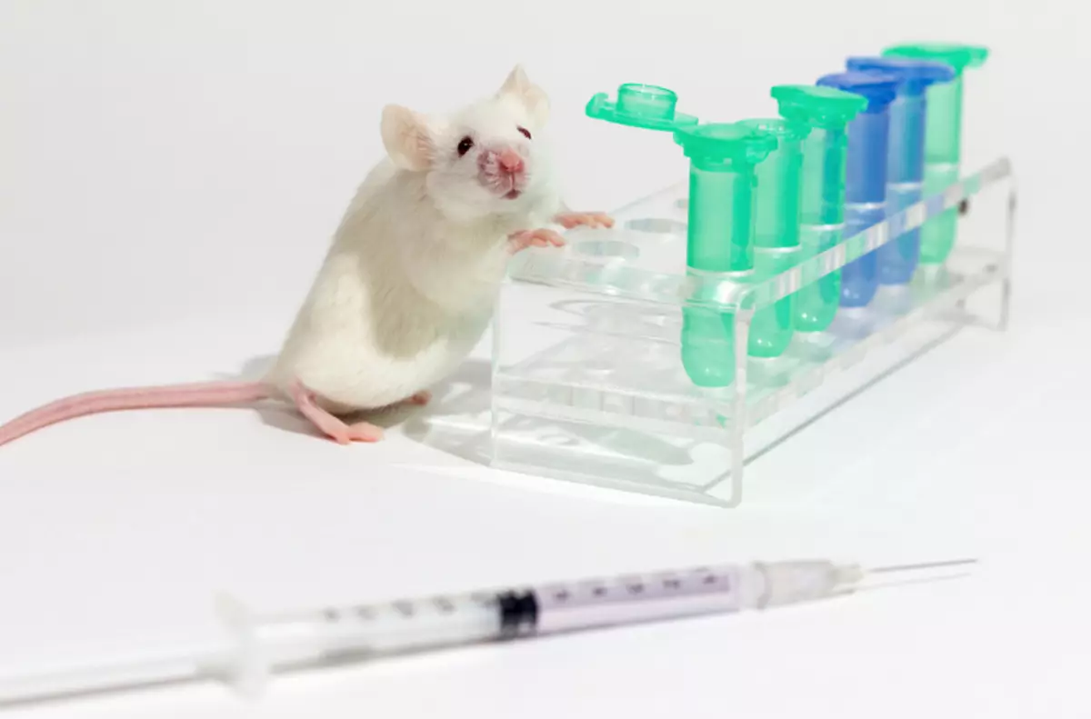 Simpan tikus! Kita dapat melakukan eksperimen pada hewan virtual. Facepla.net berita ekologi terbaru