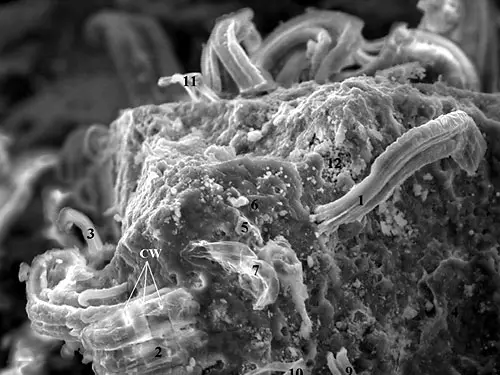 Οι μετεωρίτες ανακάλυψαν απολιθωμένα βακτηρίδια