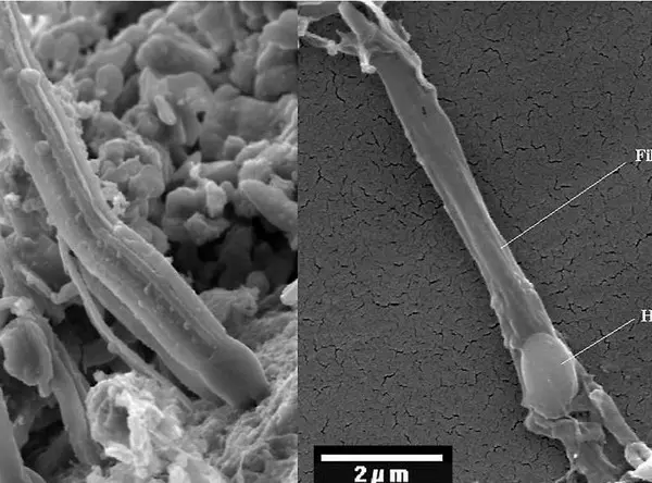 Meteoriten, déi Petrifize ongerecht Bakterien geprägt hunn