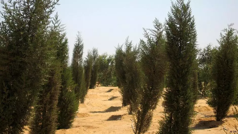 מדענים מצריים מצאו דרך לגדל יערות ירוקים במדבר. Facepla.net אקולוגיה חדשות